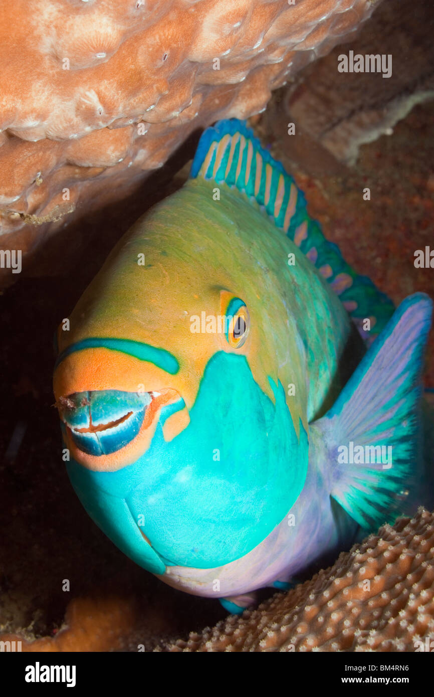 Parrotfish, Scarus sp., Raja Ampat, West Papua, Indonesia Stock Photo ...