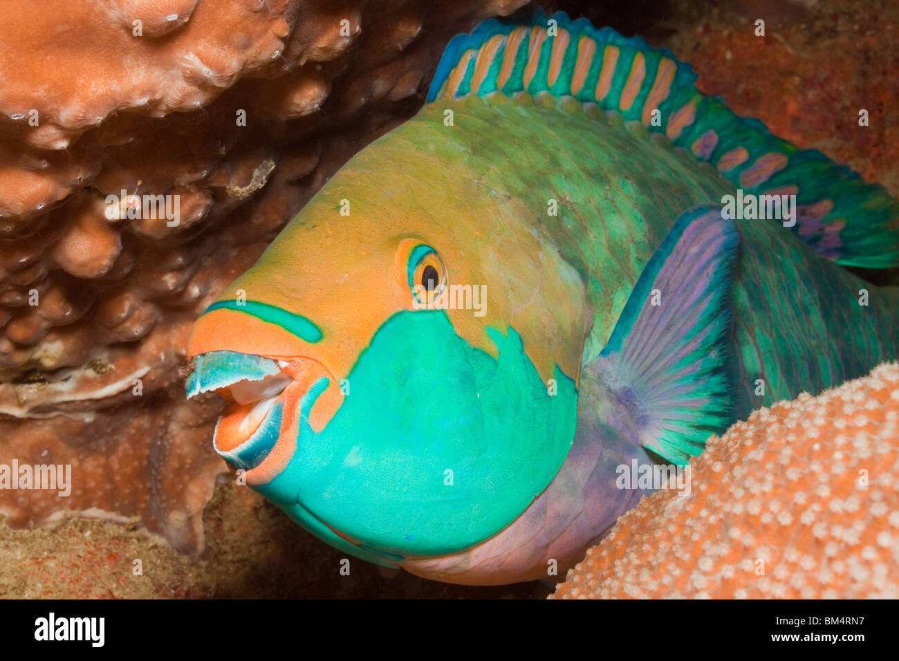 Parrotfish, Scarus sp., Raja Ampat, West Papua, Indonesia Stock Photo ...