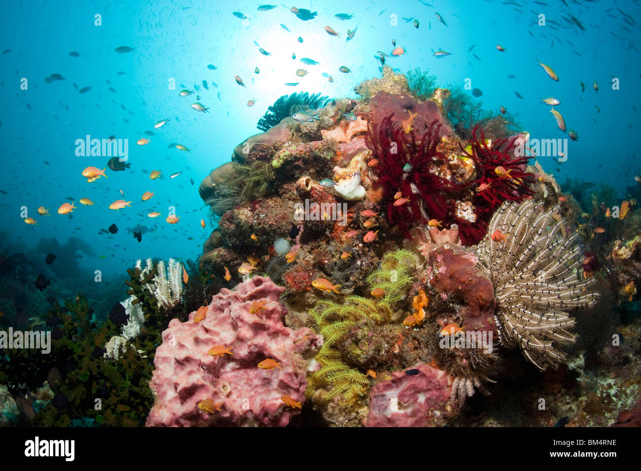 Coral Reef, Raja Ampat, West Papua, Indonesia Stock Photo - Alamy