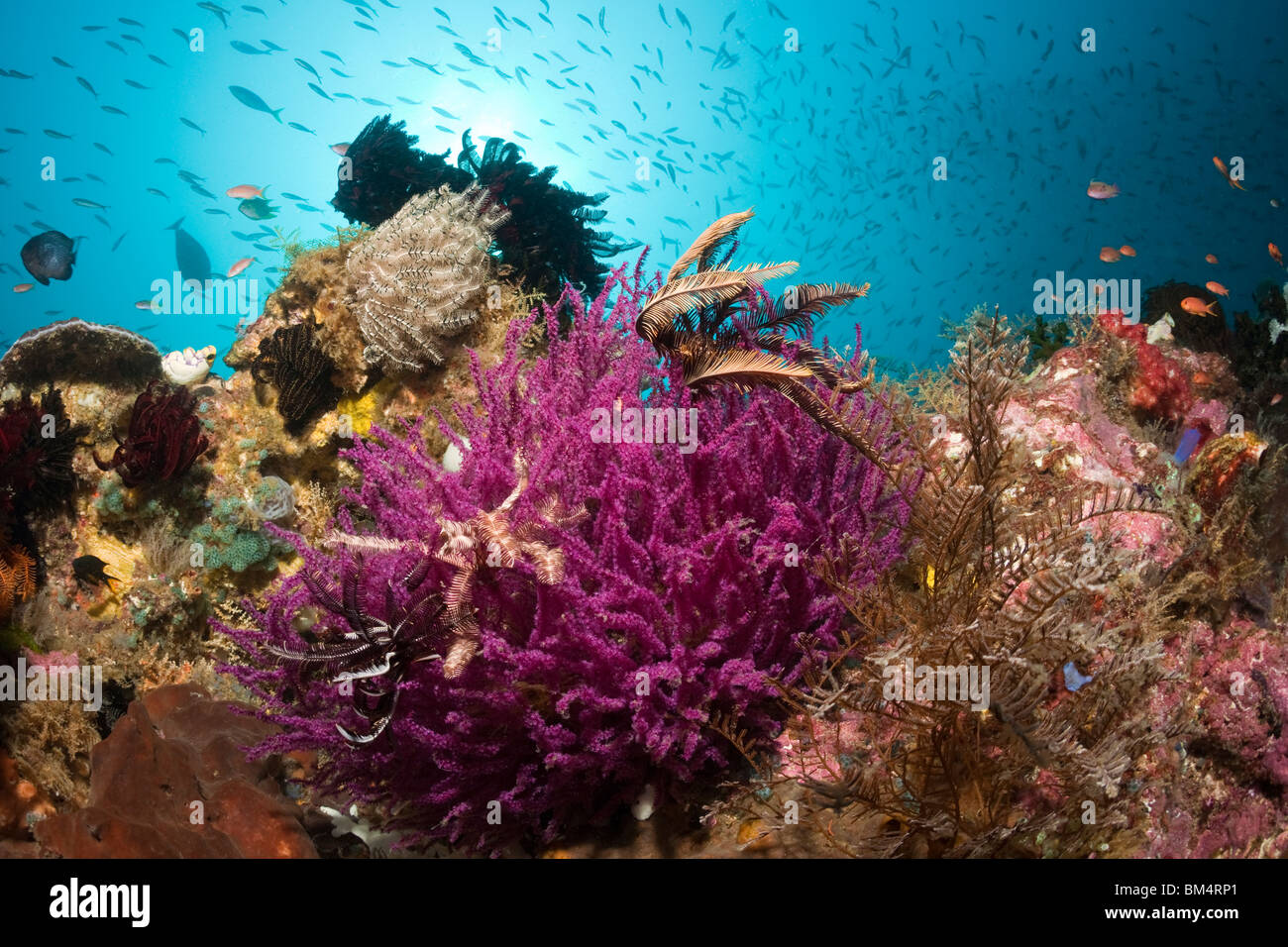Coral Reef, Raja Ampat, West Papua, Indonesia Stock Photo - Alamy