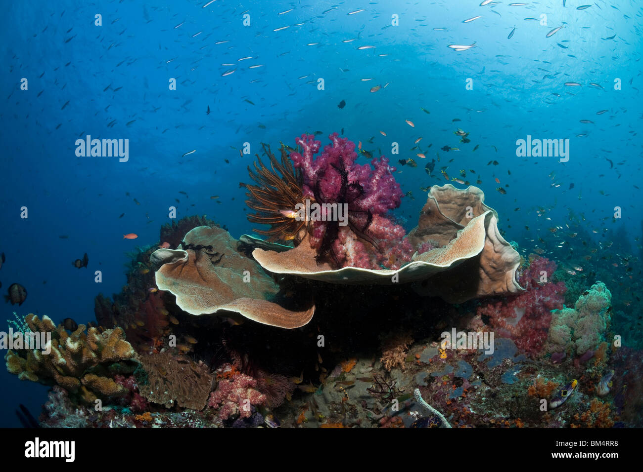 Podabacia coral hi-res stock photography and images - Alamy