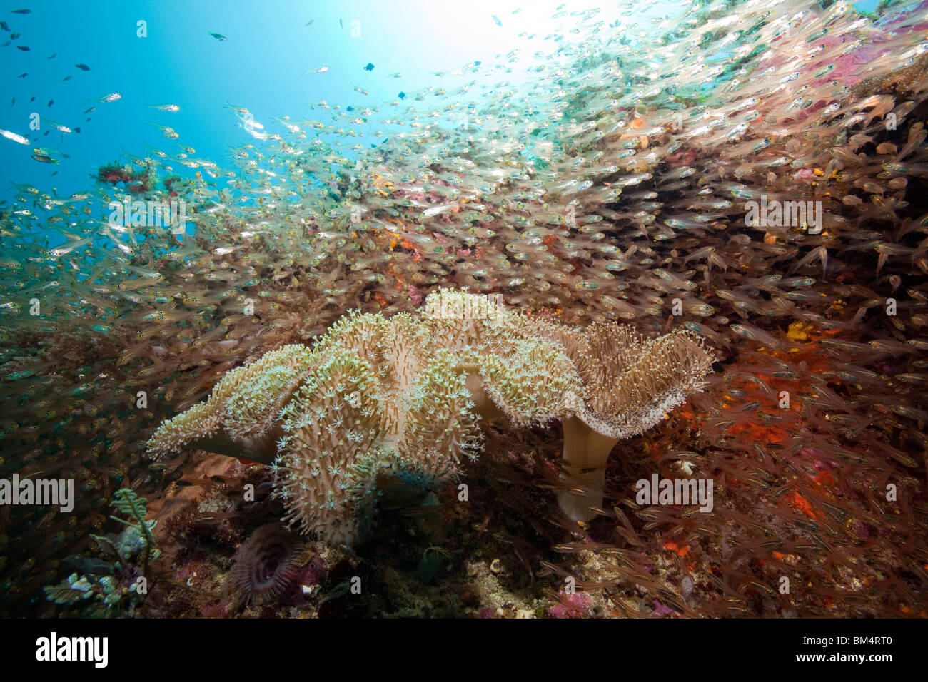Pygmy Sweeper surrounding Reef, Parapriacanthus ransonneti, Raja Ampat ...