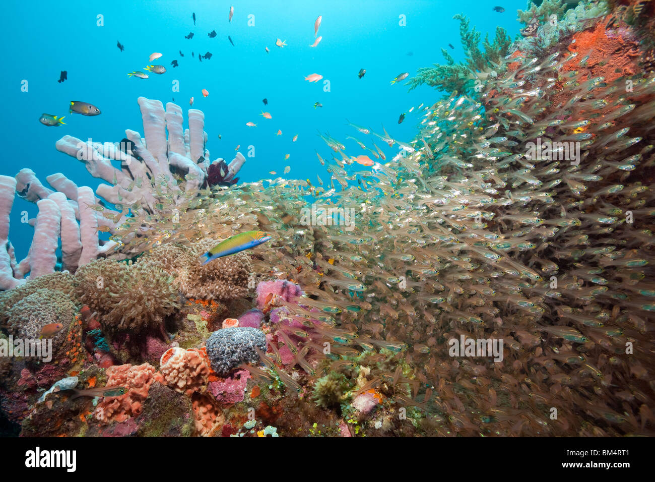 Pygmy Sweeper surrounding Reef, Parapriacanthus ransonneti, Raja Ampat ...