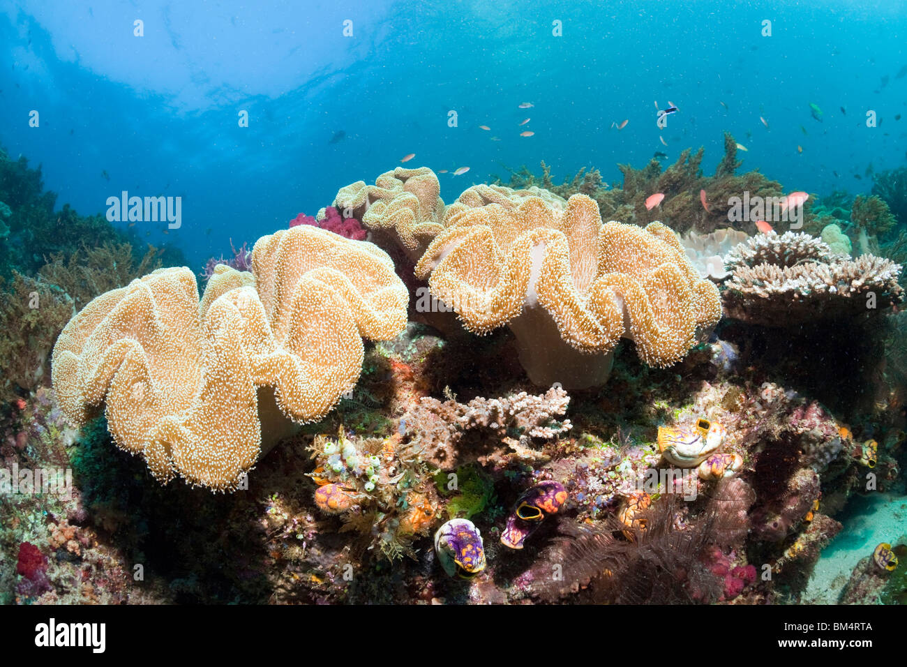 Mushroom Soft Coral, Sarcophyton sp., Raja Ampat, West Papua, Indonesia ...