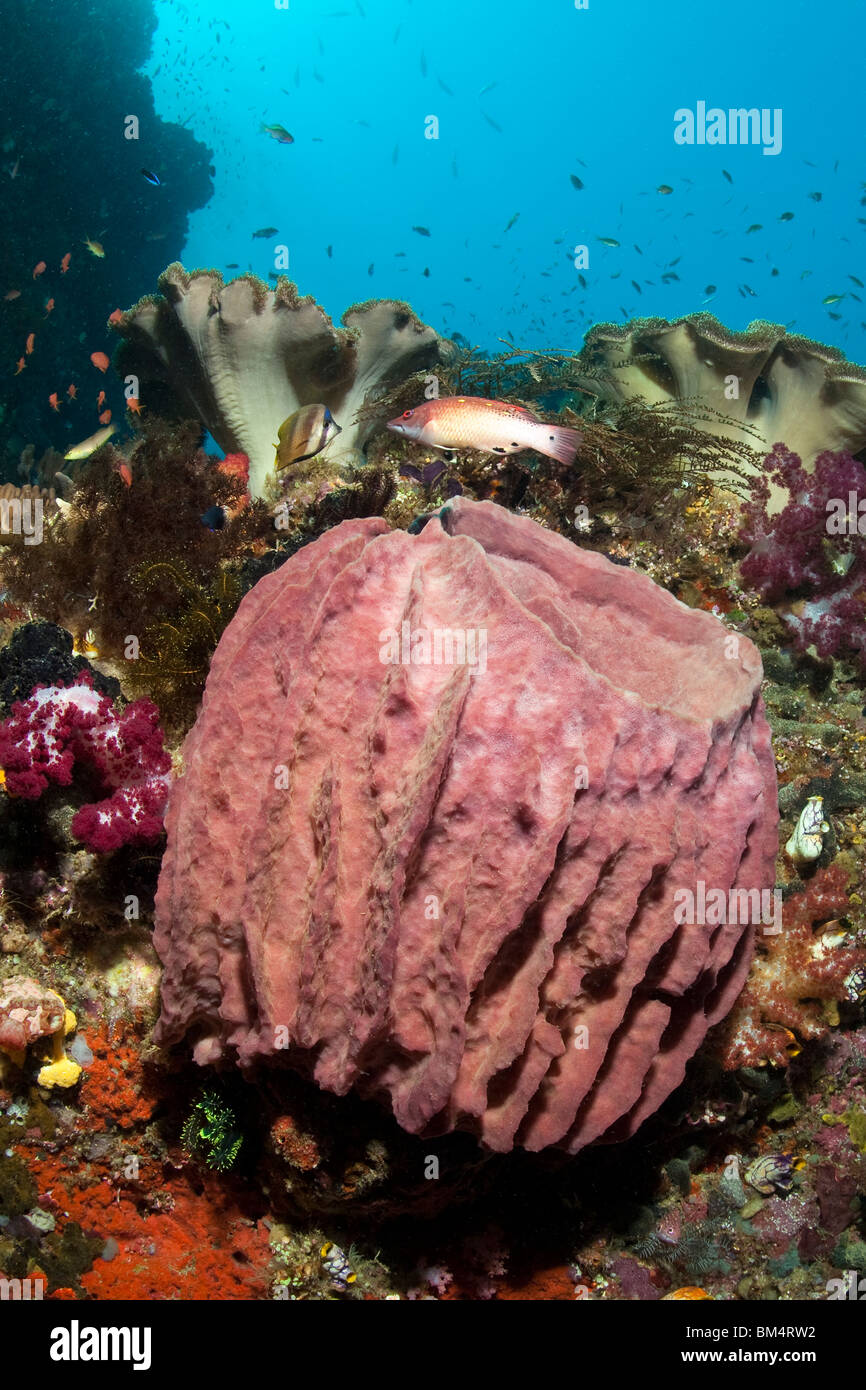 Barrel Sponge in Coral Reef, Xestospongia testudinaria, Raja Ampat ...