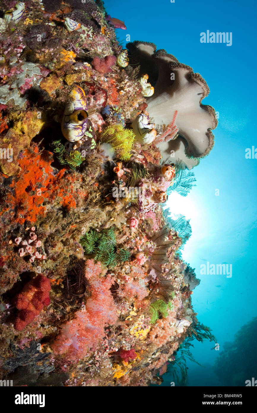 Colorful Coral Reef, Raja Ampat, West Papua, Indonesia Stock Photo - Alamy