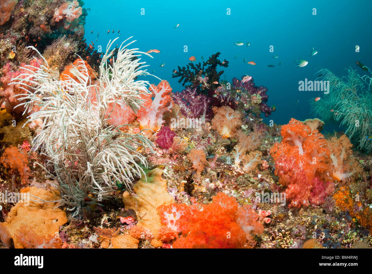 Soft Corals and Black Corals, Melithaea sp., Antipahtes sp., Raja Ampat ...