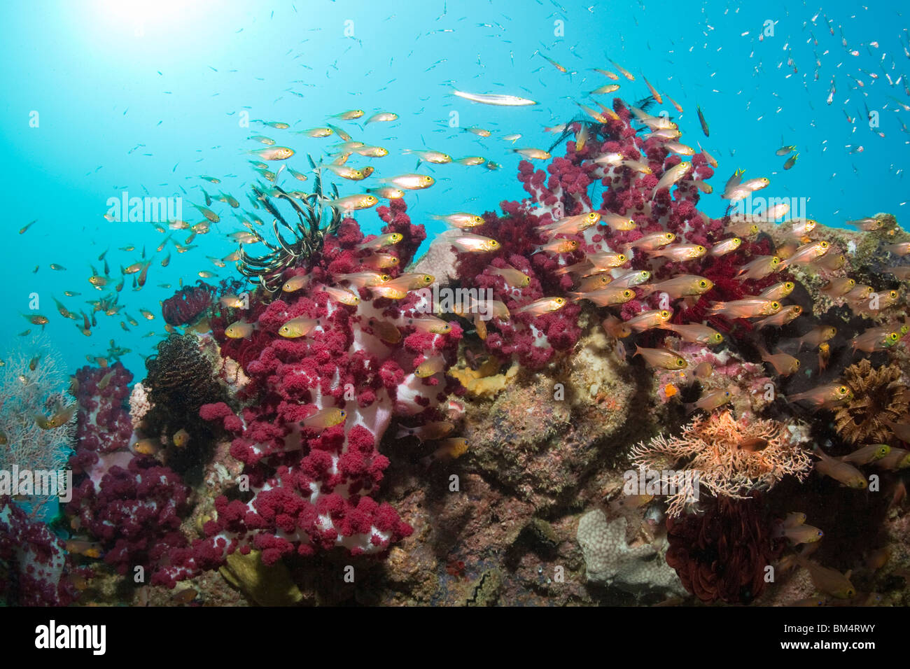 Red sea sweeper hi-res stock photography and images - Alamy