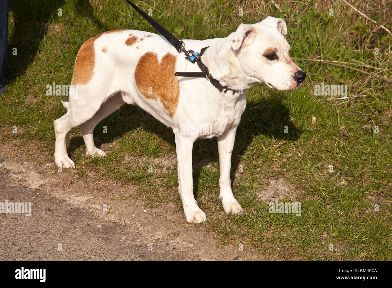 White Pitbull Mix With Brown Spots