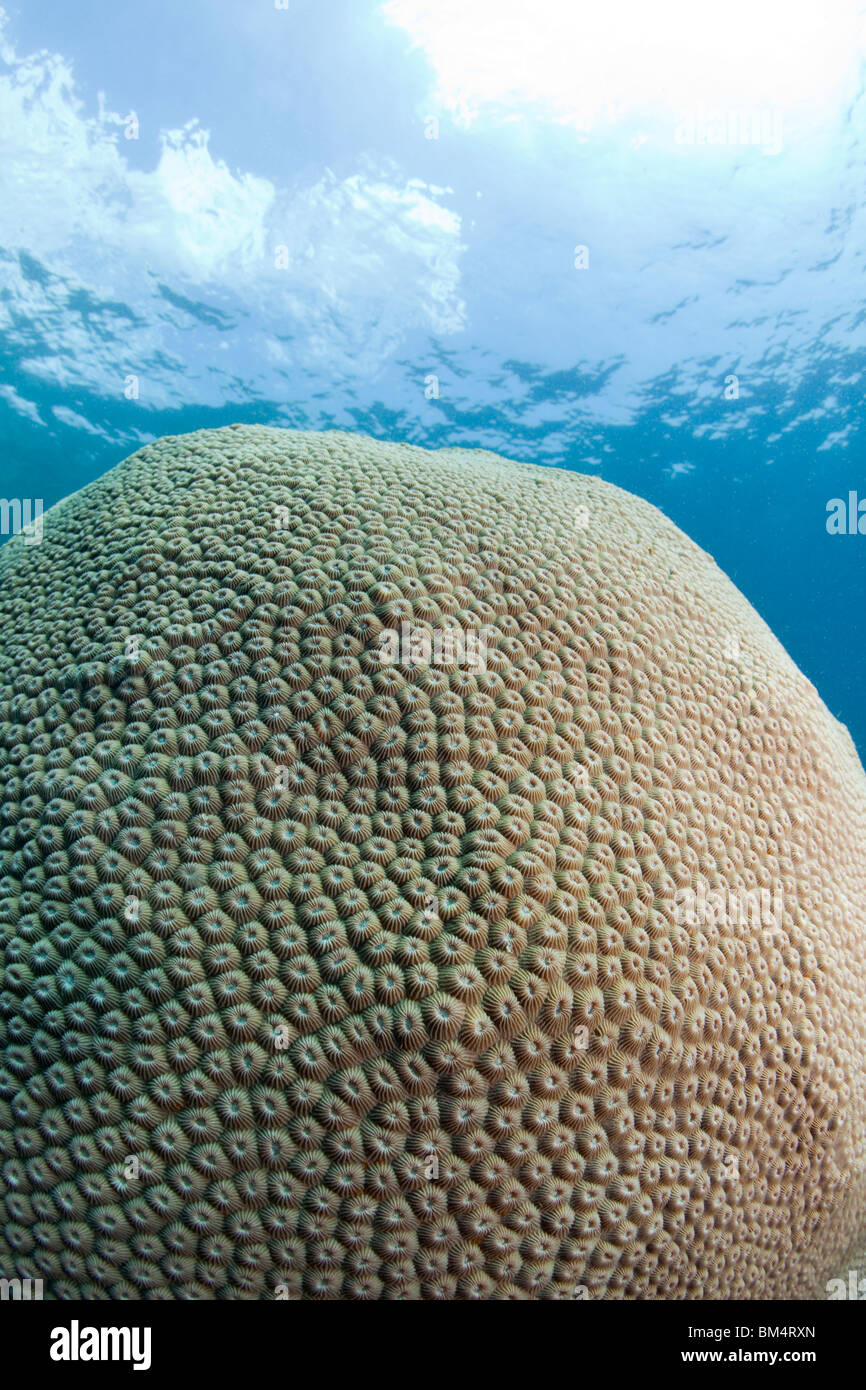 Stone Coral, Diploastrea heliopora, Raja Ampat, West Papua, Indonesia ...