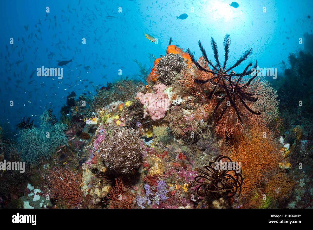 Colorful Coral Reef, Raja Ampat, West Papua, Indonesia Stock Photo - Alamy