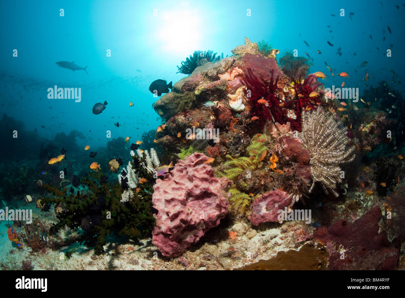 Coral Reef, Raja Ampat, West Papua, Indonesia Stock Photo - Alamy