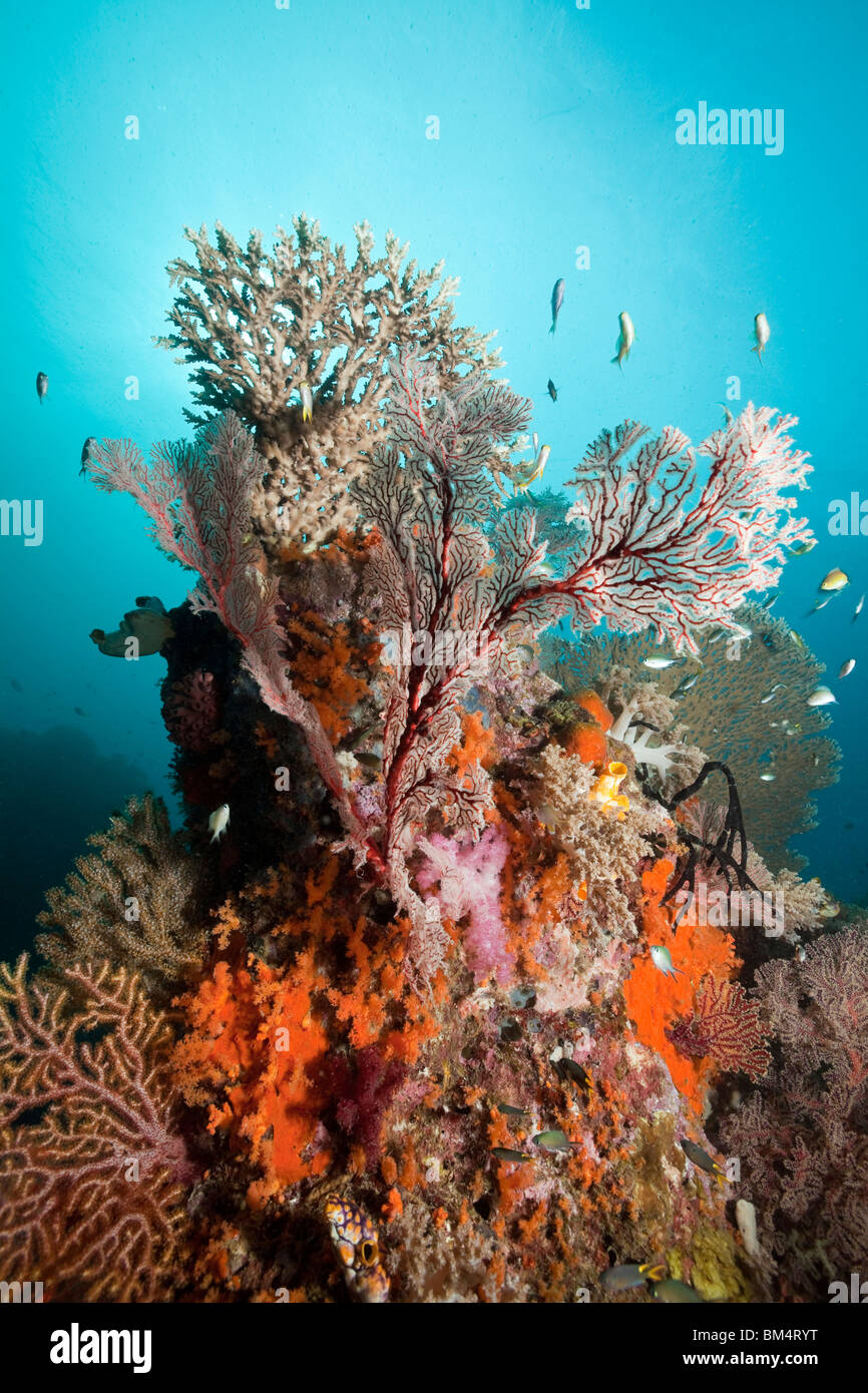 Coral Reef, Raja Ampat, West Papua, Indonesia Stock Photo - Alamy