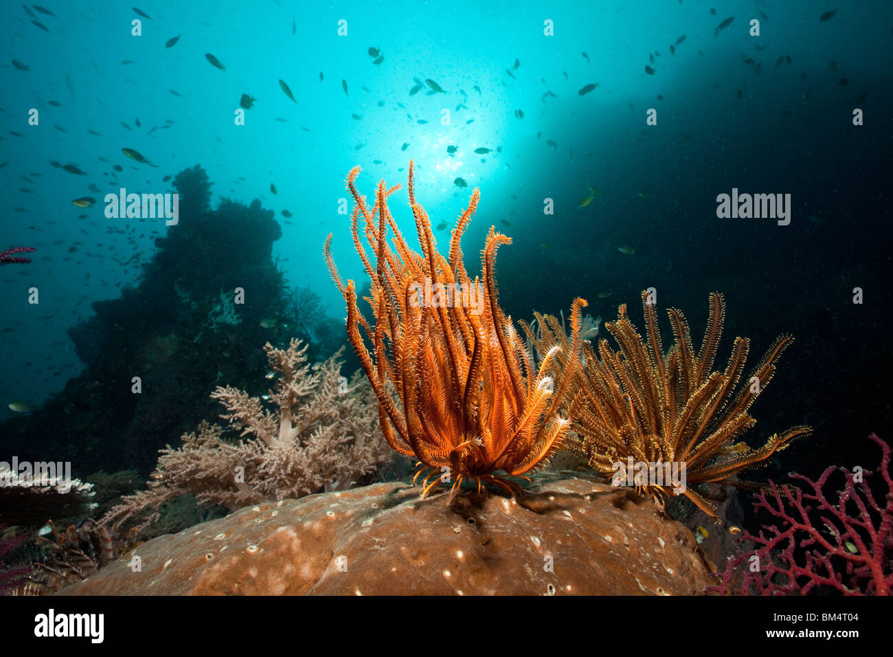 Coral Reef with Crinoids, Raja Ampat, West Papua, Indonesia Stock Photo ...