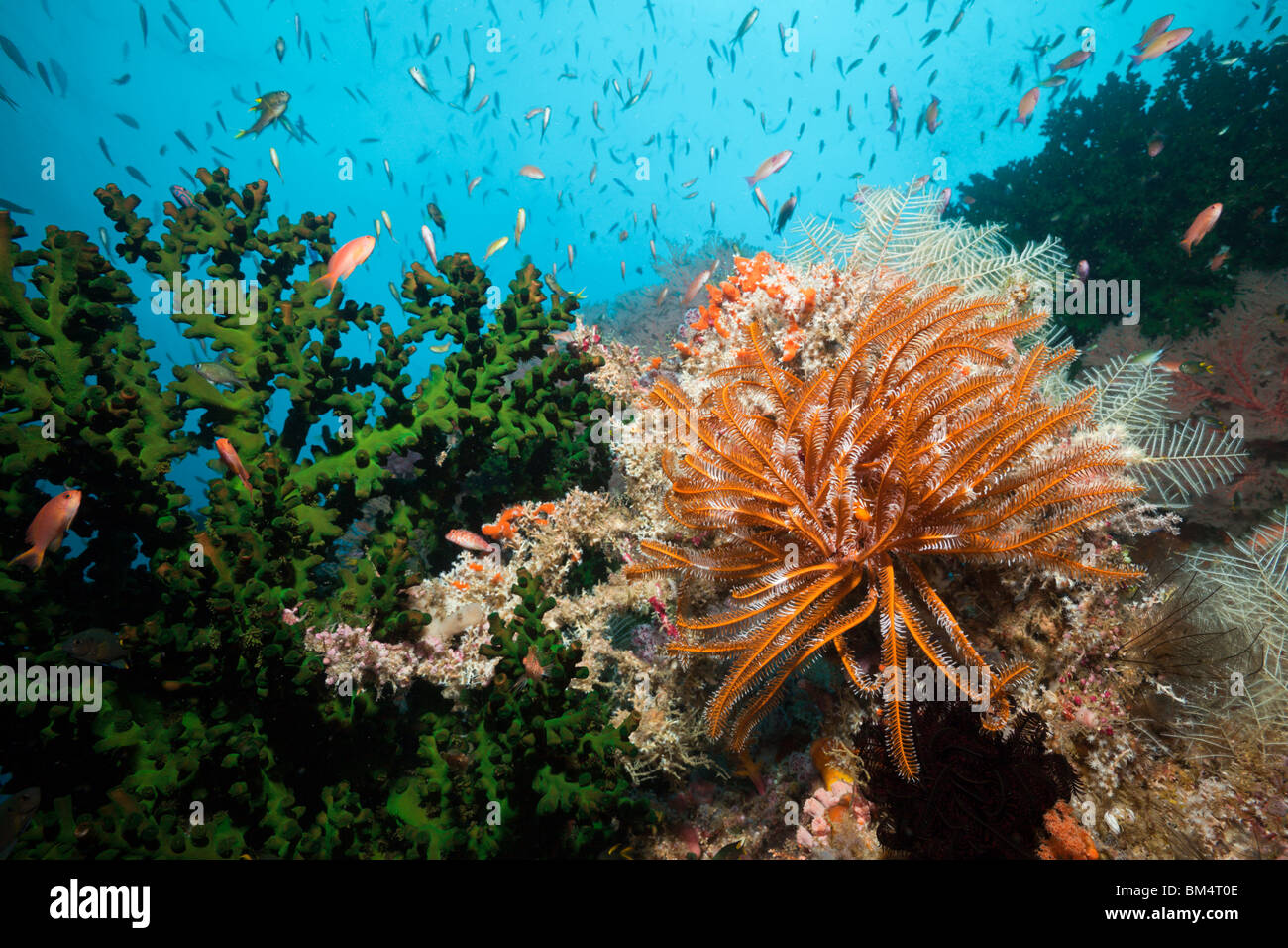 Crinoids in Coral Reef, Dichrometra flagellata, Raja Ampat, West Papua ...