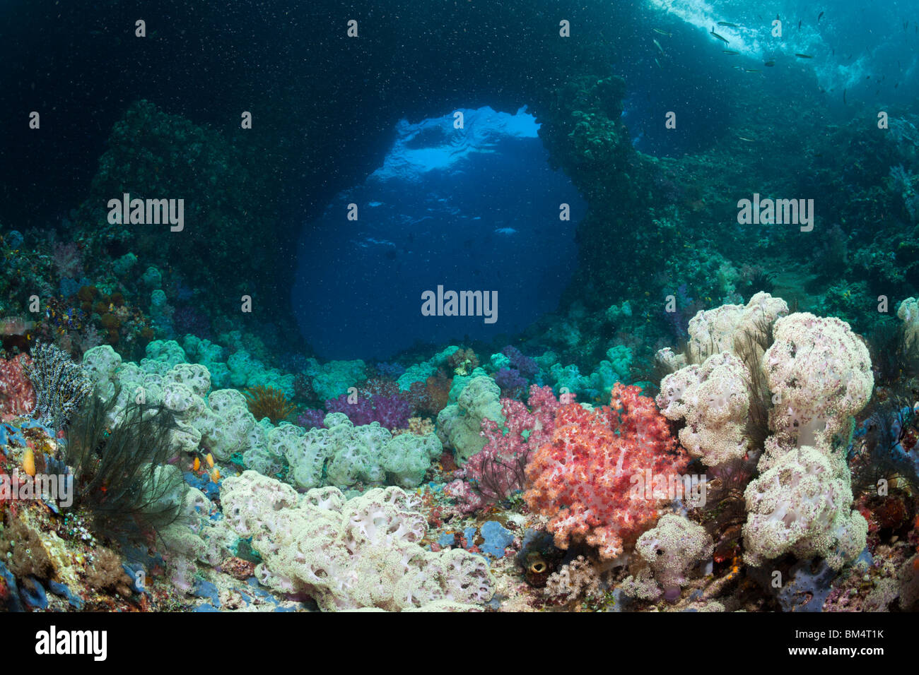 Soft Corals in Underwater Grotto, Dendronephthya mucronata, Raja Ampat ...