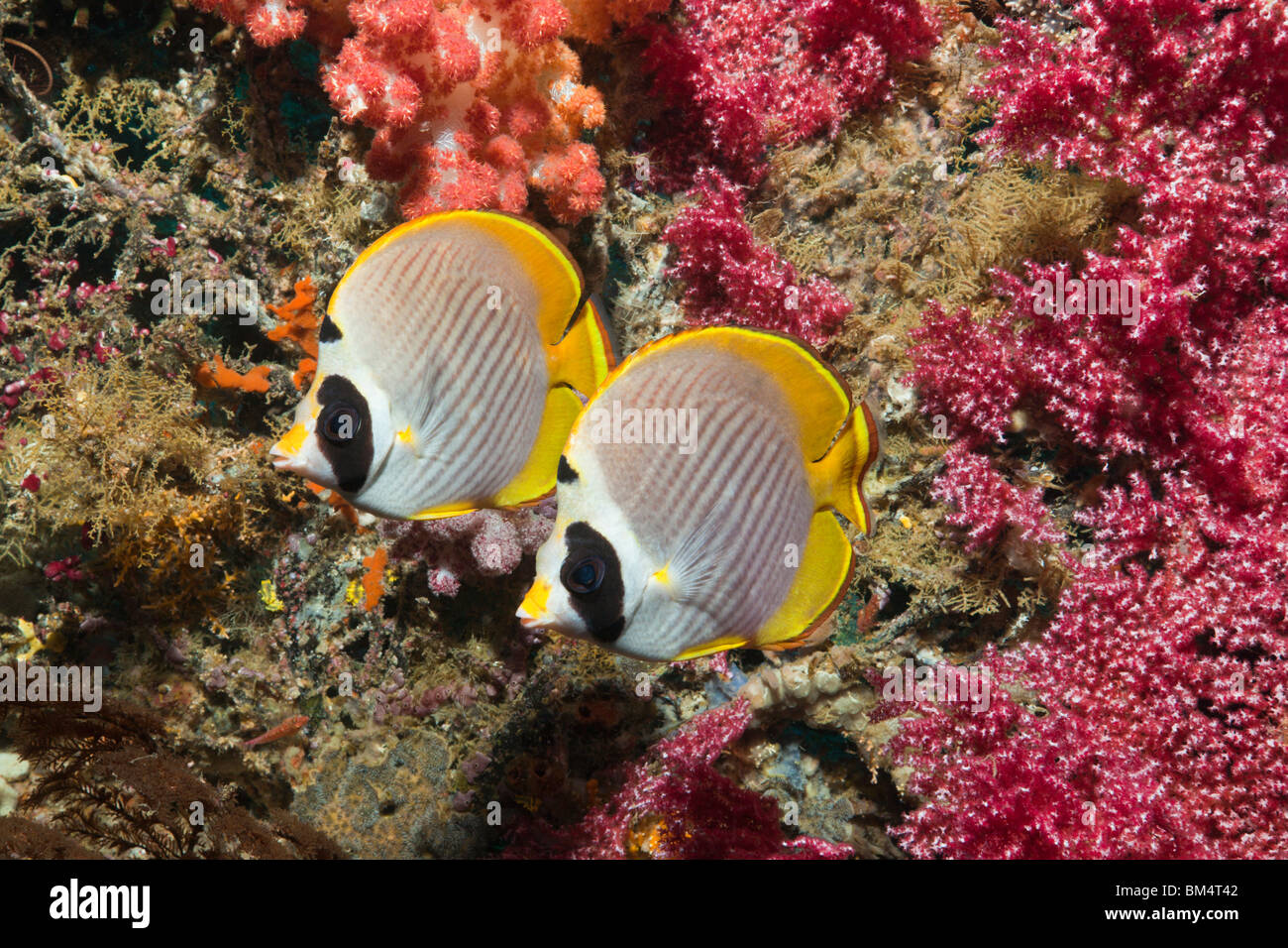 Panda Butterflyfish, Chaetodon adiergastos, Raja Ampat, West Papua ...