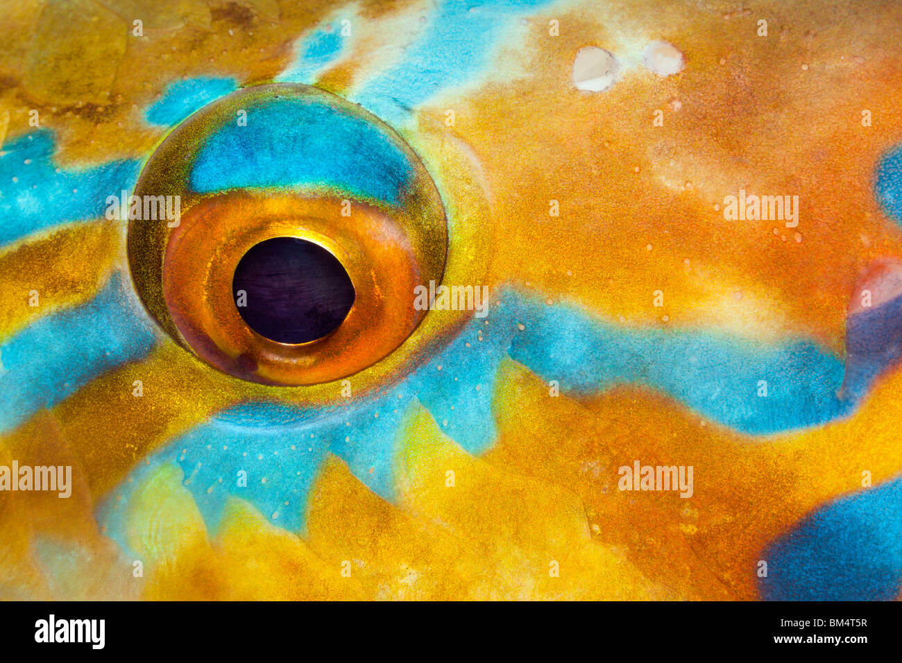 Parrot fish eye hi-res stock photography and images - Alamy