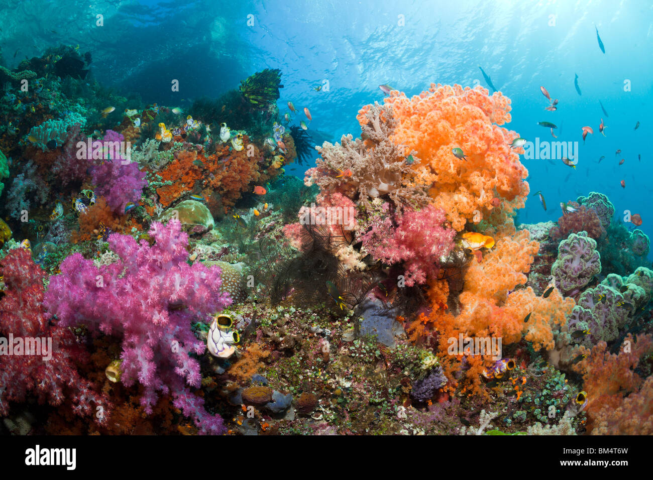 Colorful Biodiversity, Dendronephthya sp., Raja Ampat, West Papua ...