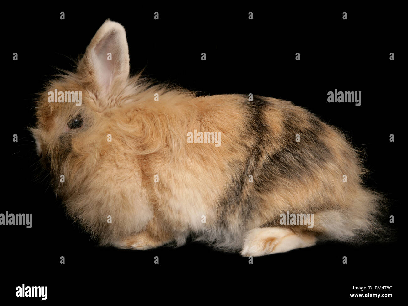 Domestic rabbit female hi-res stock photography and images - Alamy