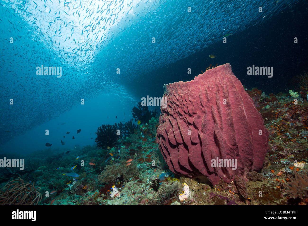 Coral reef red sea fish sponges hi-res stock photography and images - Alamy
