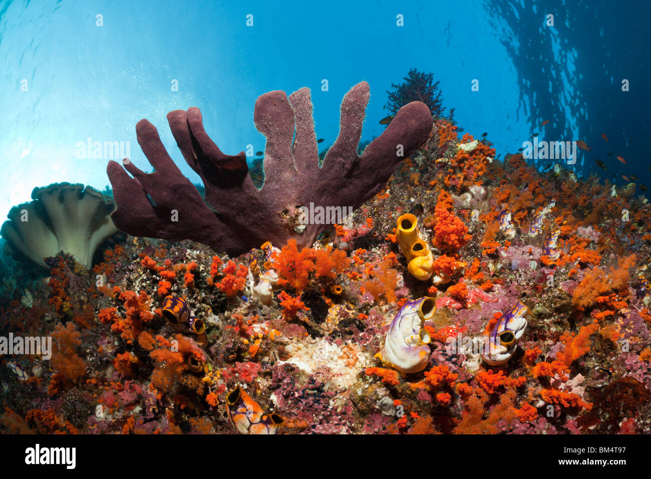 Coral Reef, Raja Ampat, West Papua, Indonesia Stock Photo - Alamy
