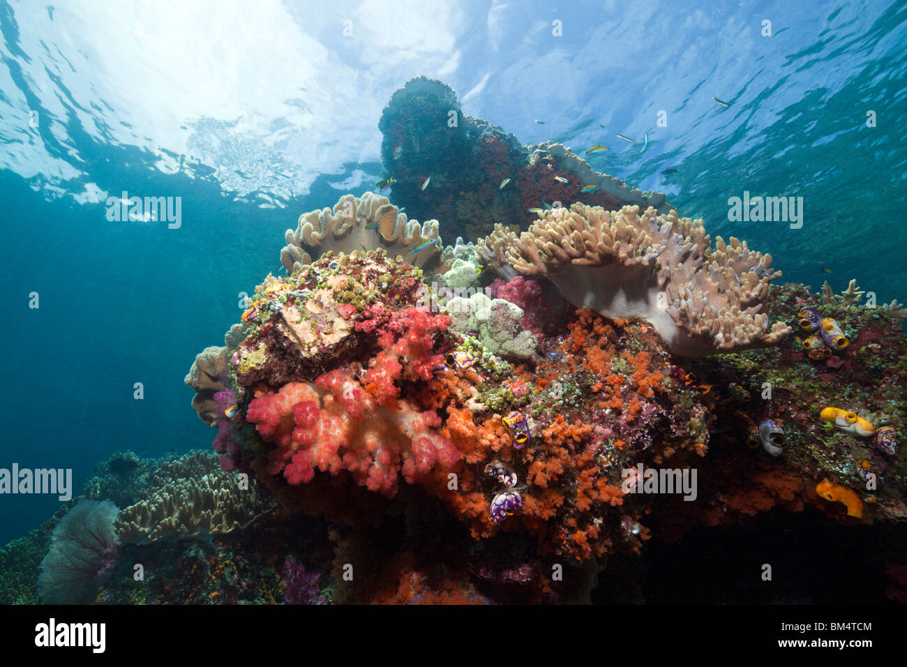 Coral Reef, Raja Ampat, West Papua, Indonesia Stock Photo - Alamy