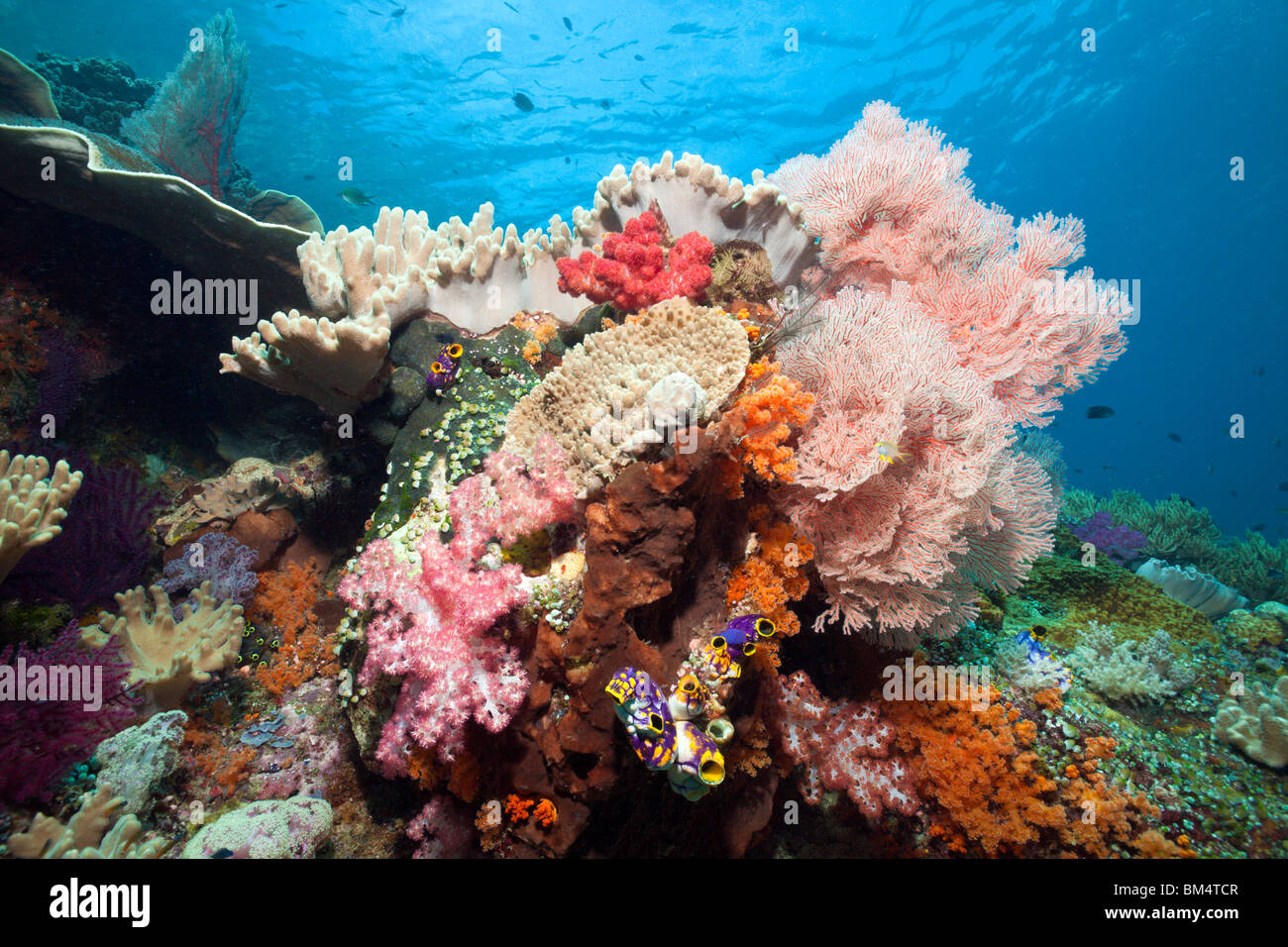 Coral Reef, Raja Ampat, West Papua, Indonesia Stock Photo - Alamy