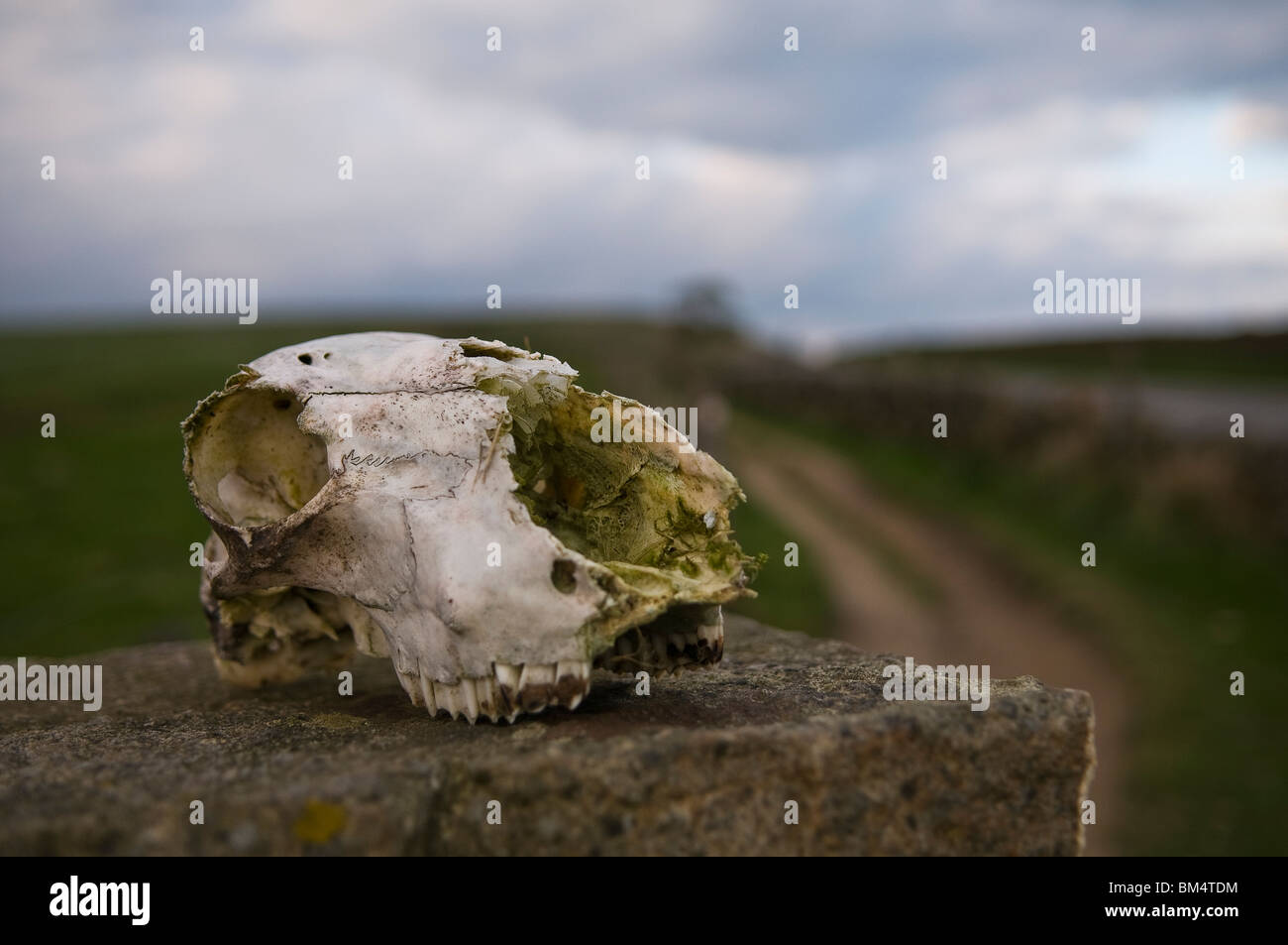 Sheep teeth hi-res stock photography and images - Alamy