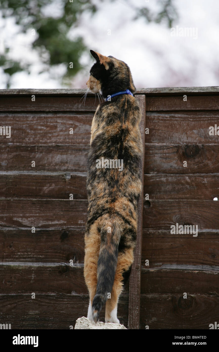 Peering Over Fence Stock Photos & Peering Over Fence Stock Images - Alamy