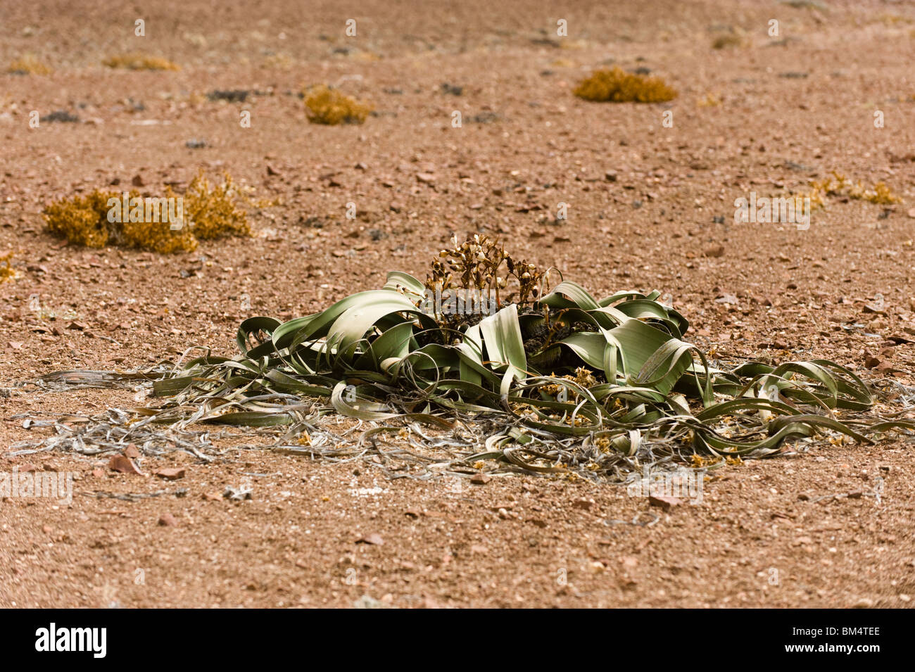 Welwitschia mirabilis namibia hi-res stock photography and images - Alamy