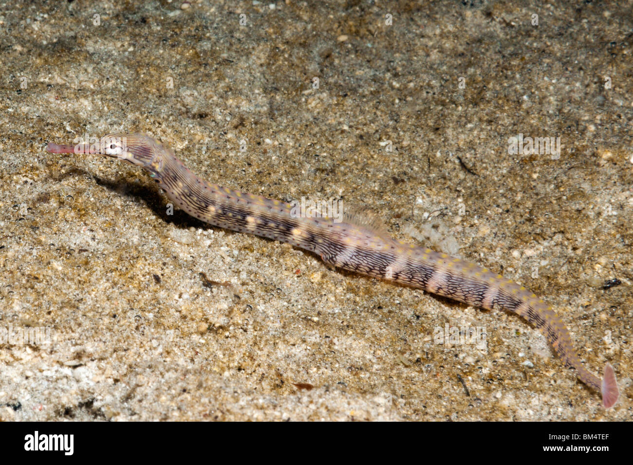 Banded Pipefish High Resolution Stock Photography and Images - Alamy