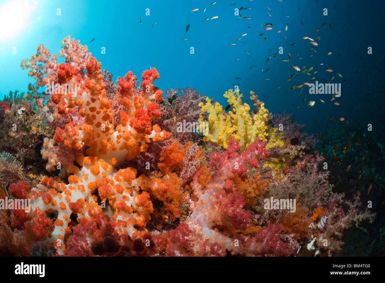 Healthy Coral Reef, Raja Ampat, West Papua, Indonesia Stock Photo - Alamy
