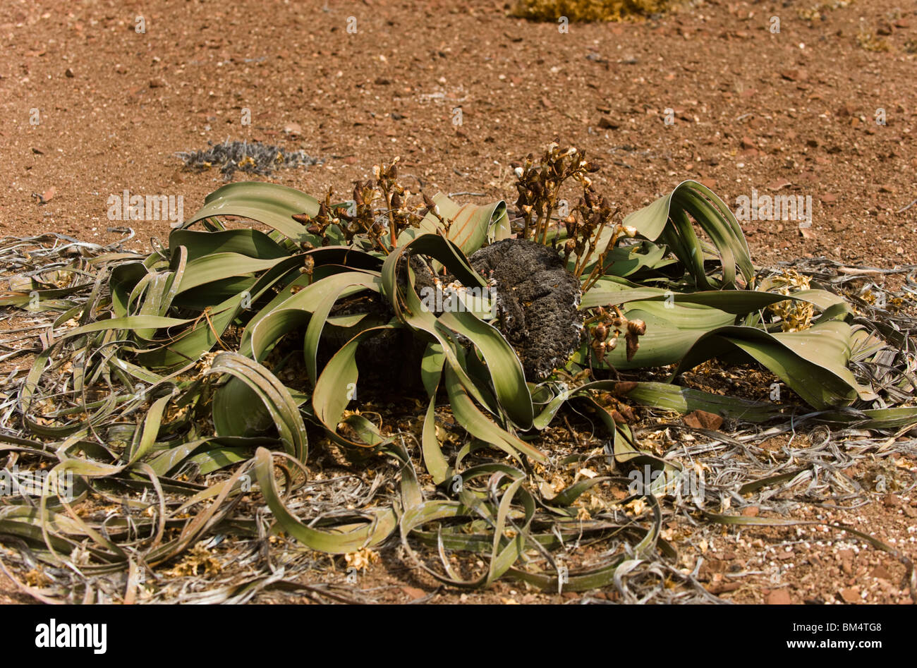Welwitschia mirabilis, Namibia Stock Photo - Alamy