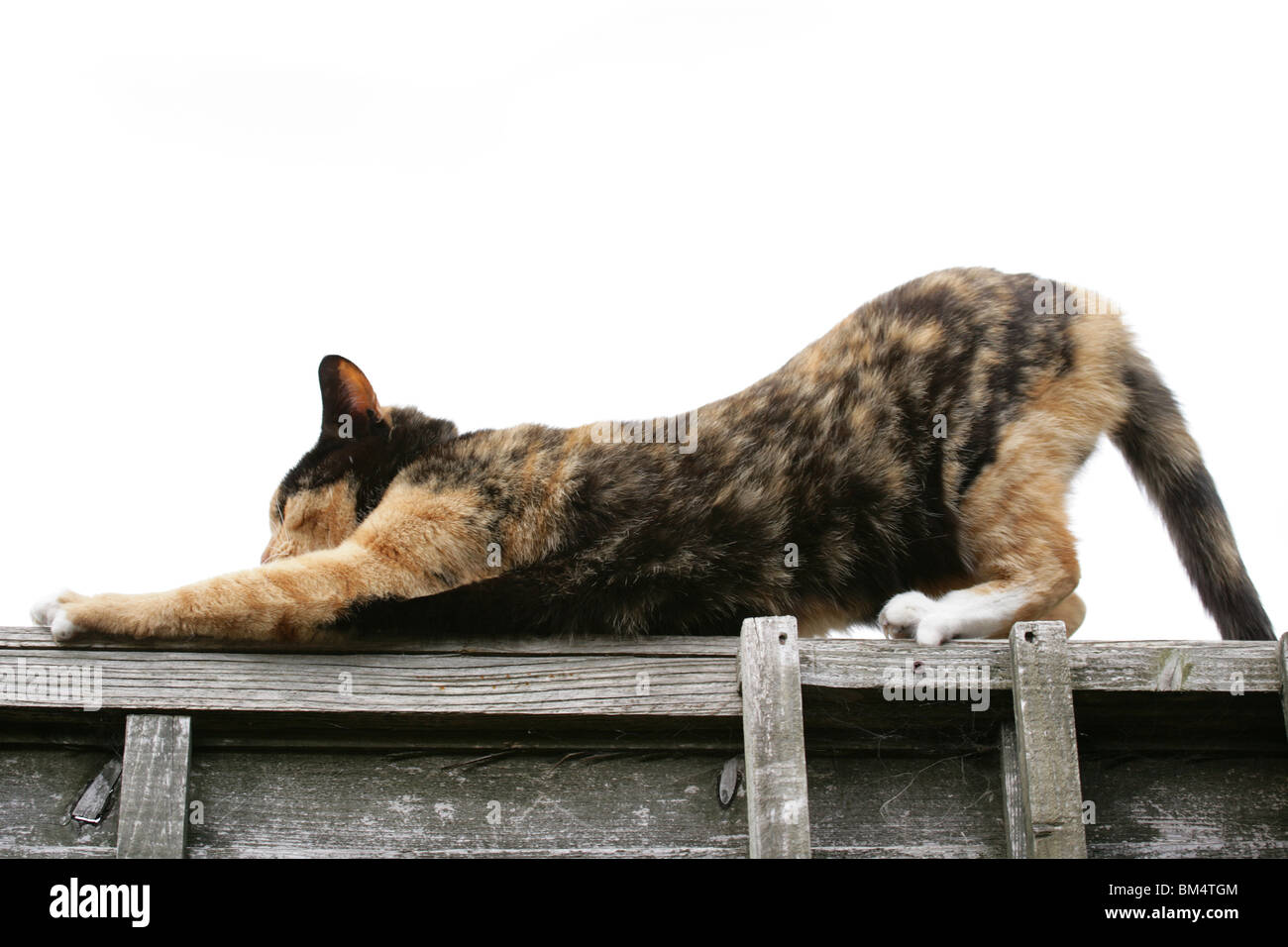Cat claws scratching hi-res stock photography and images - Alamy