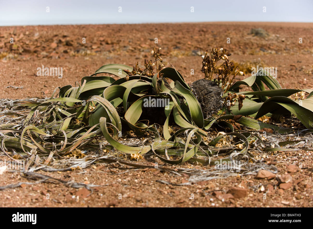 Welwitschia mirabilis, Namibia Stock Photo - Alamy