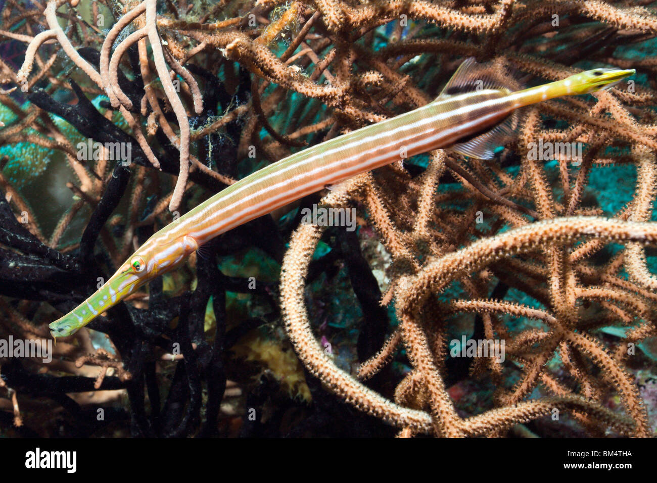 Rumphella sp hi-res stock photography and images - Alamy
