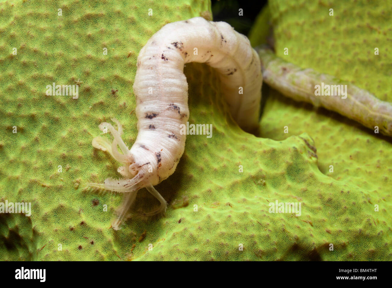White Snake Sea Cucumber, Symapta sp., Raja Ampat, West Papua ...