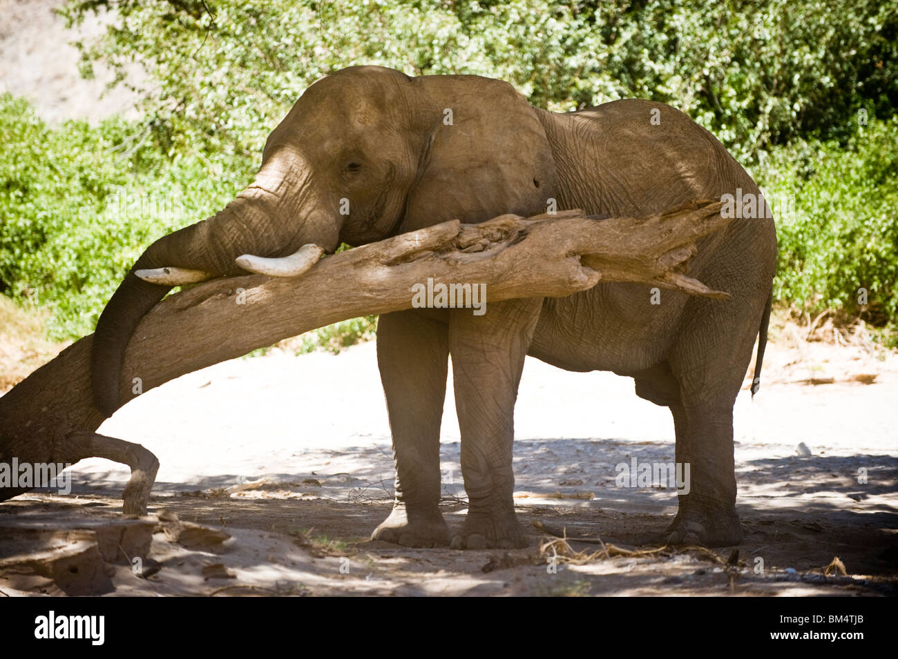 Elephant resting trunk on branch hi-res stock photography and images ...