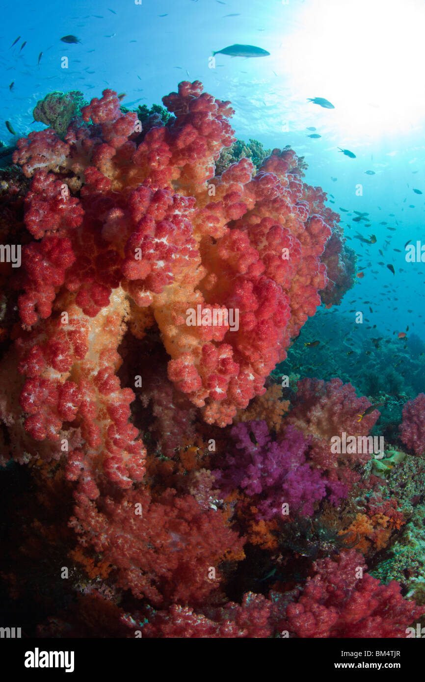 Colourful Soft Corals, Dendronephthya sp., Raja Ampat, West Papua ...