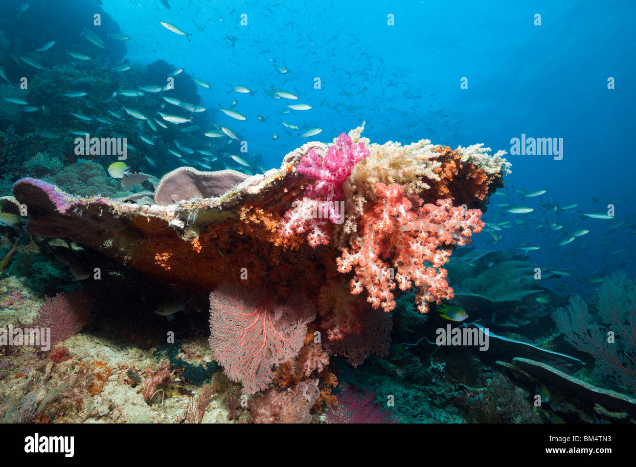 Colourful Coral Reef, Raja Ampat, West Papua, Indonesia Stock Photo - Alamy