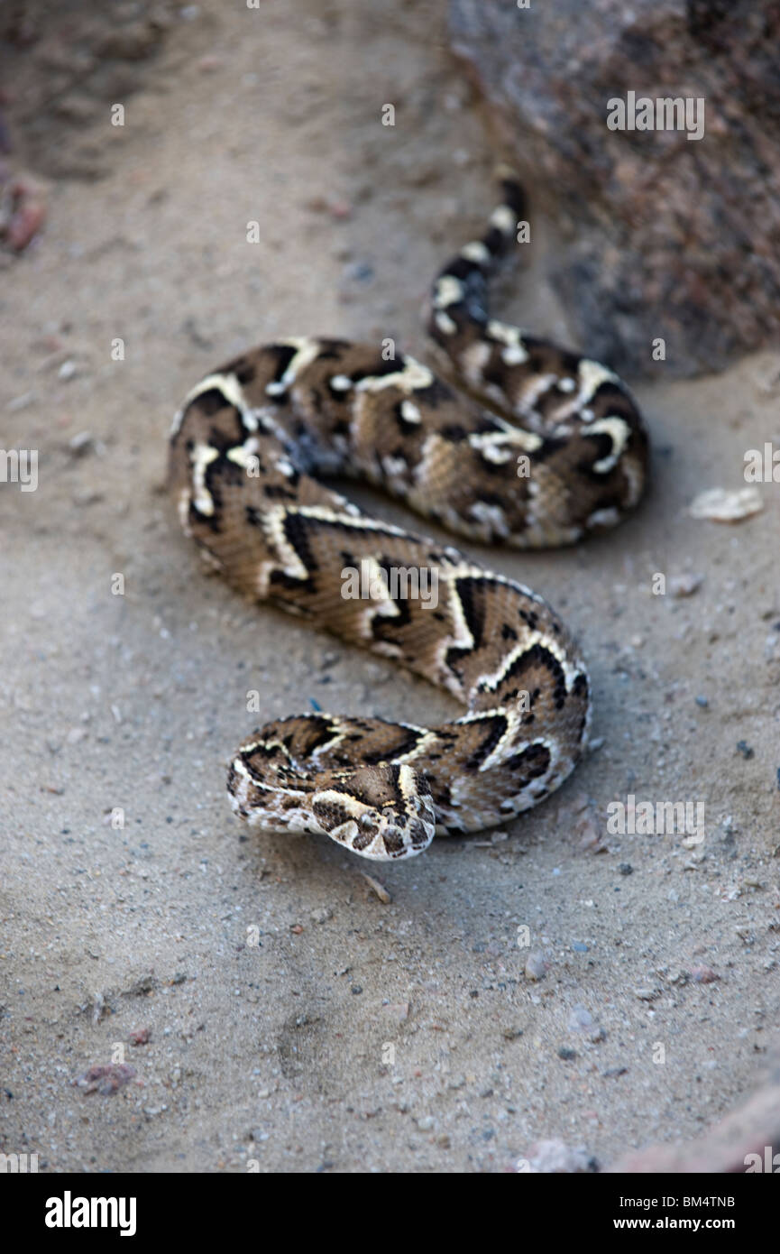 Puff adder, Namibia Stock Photo - Alamy