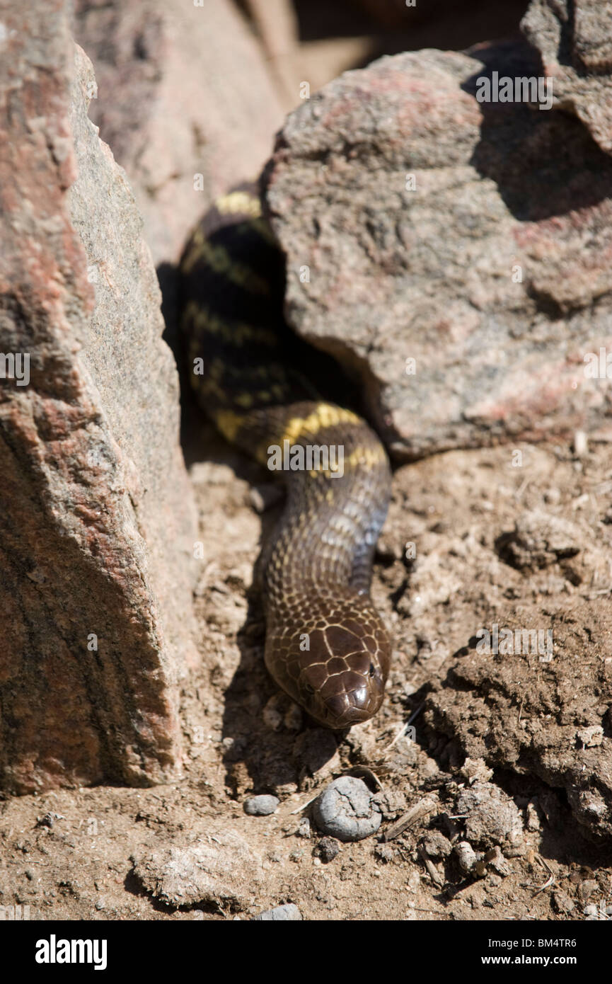 Serpent snake cobra hi-res stock photography and images - Alamy