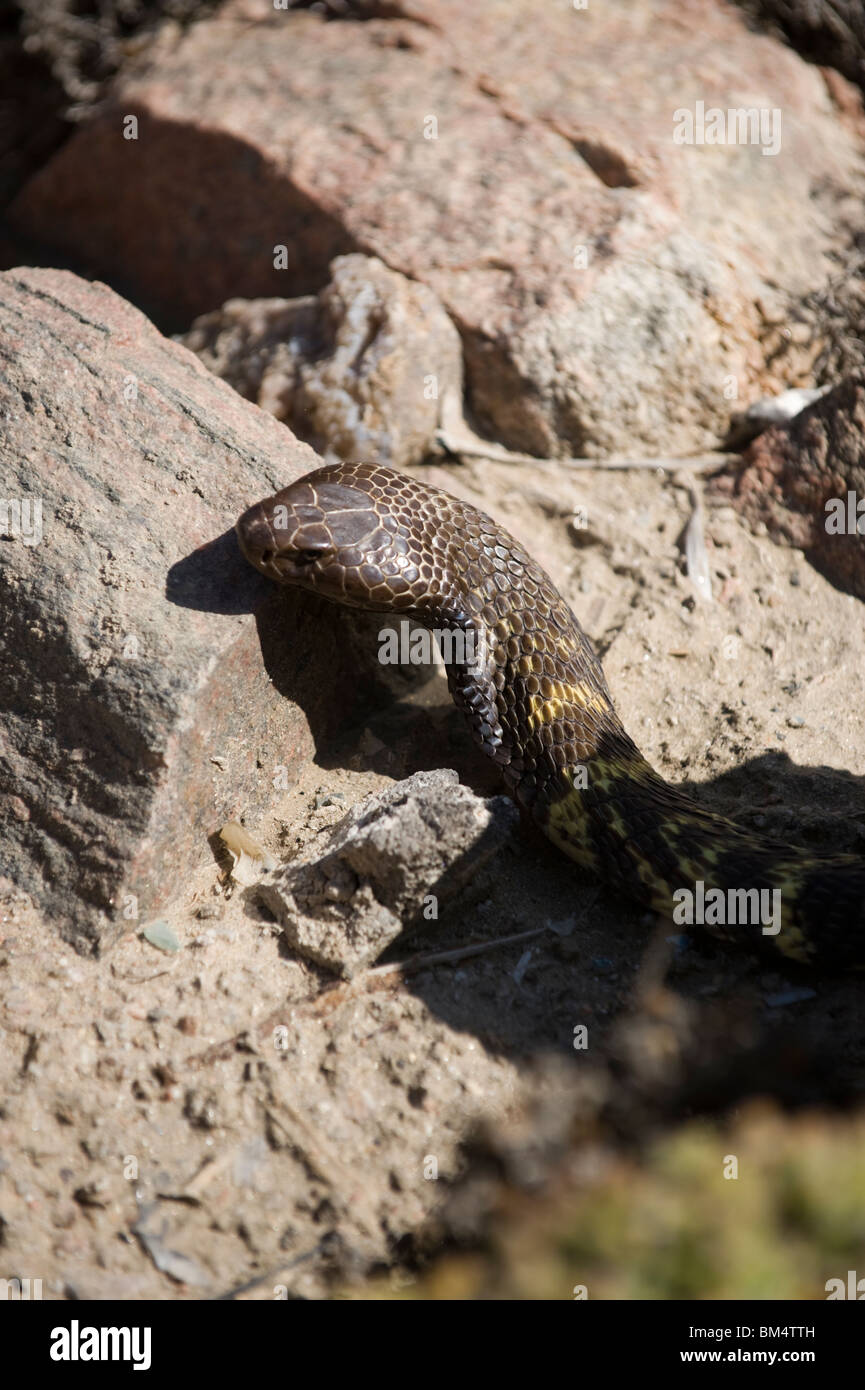 Zebra snake, Namibia Stock Photo - Alamy