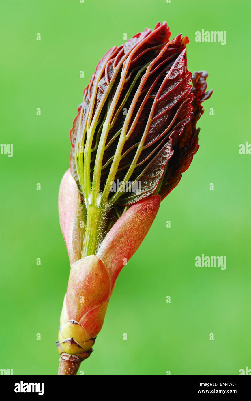 Start emerging hi-res stock photography and images - Alamy
