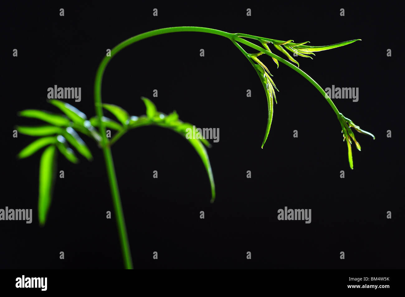 Jasmine vine on black background Stock Photo - Alamy