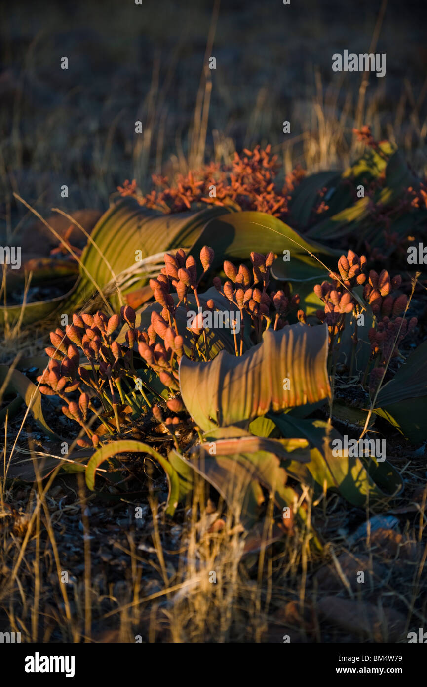 Welwitschia mirabilis, Namibia Stock Photo - Alamy