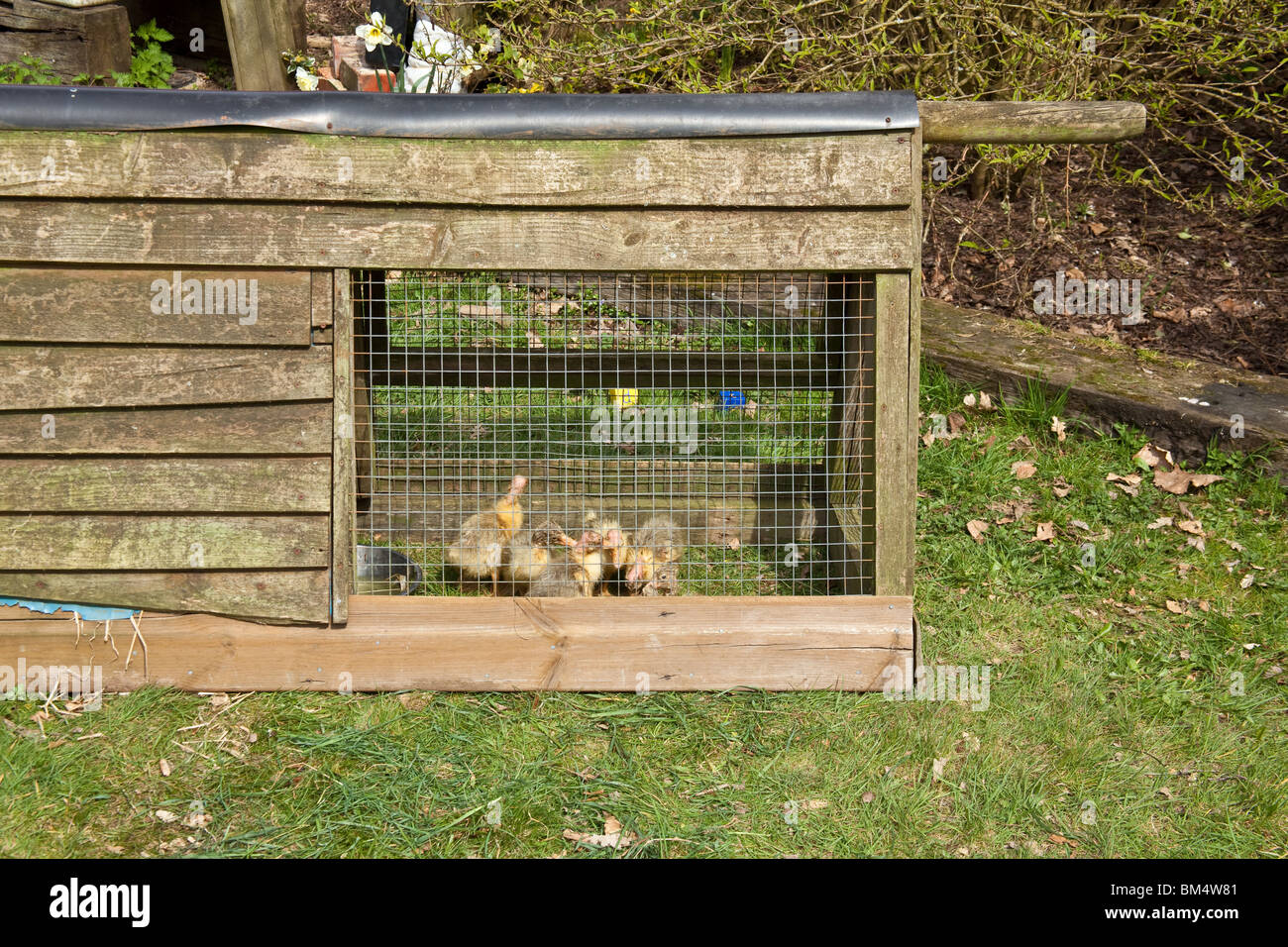 Baby geese hi-res stock photography and images - Alamy