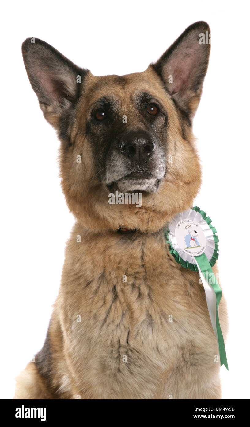Alsatian hi-res stock photography and images - Alamy