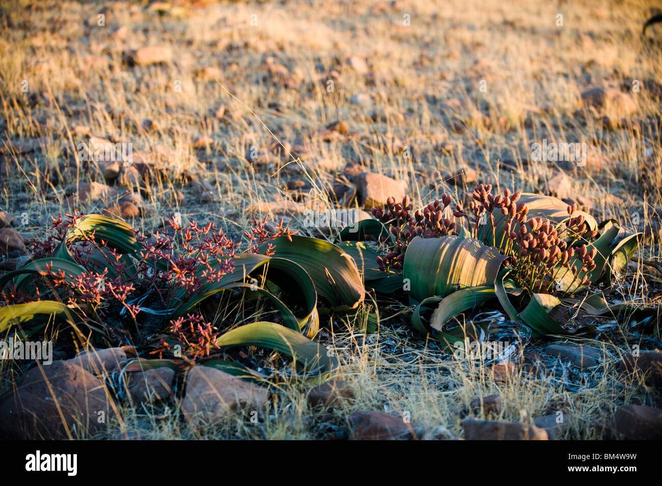 Welwitschia mirabilis, Namibia Stock Photo - Alamy